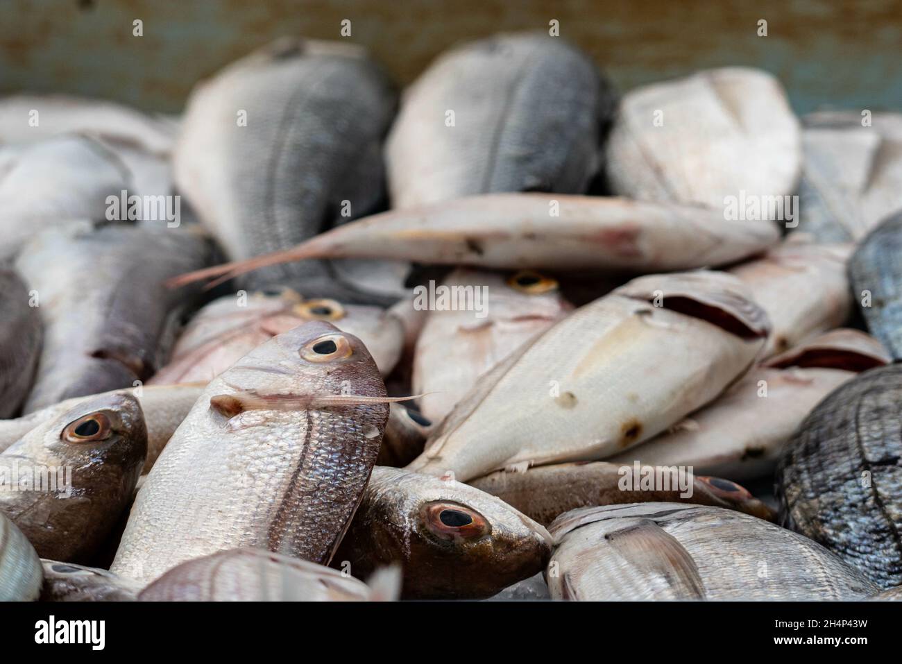 Fish market booth hi-res stock photography and images - Alamy
