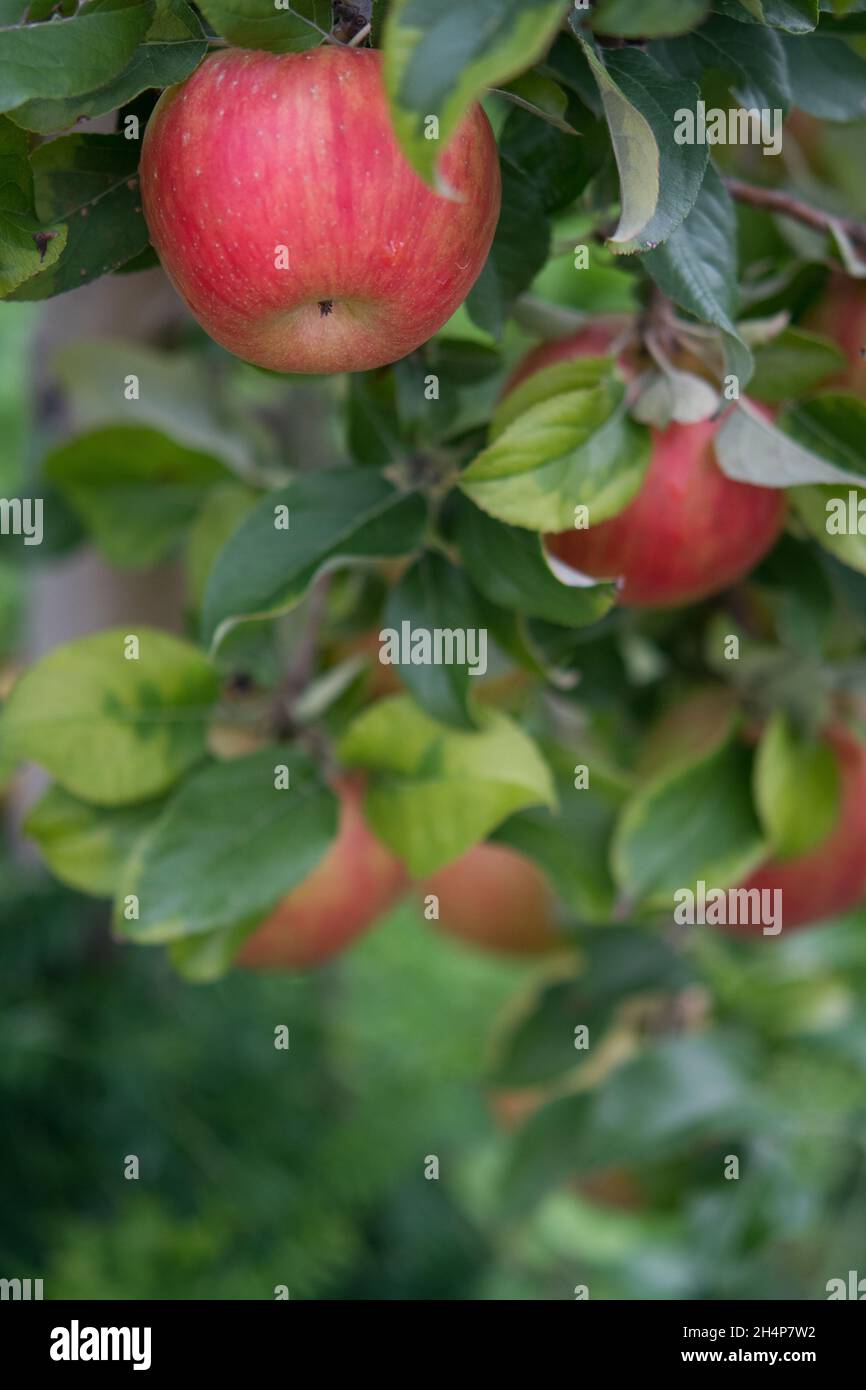 Apples in the orchard Stock Photo - Alamy