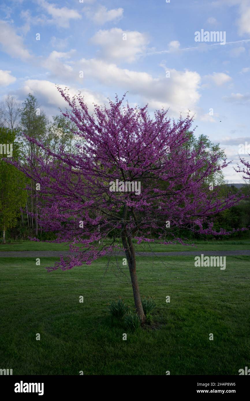 Purple flowering tree branches hi-res stock photography and images - Alamy