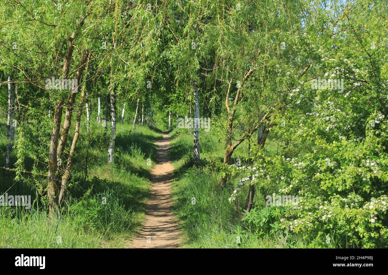 Woodland path birch pathway hi-res stock photography and images - Alamy