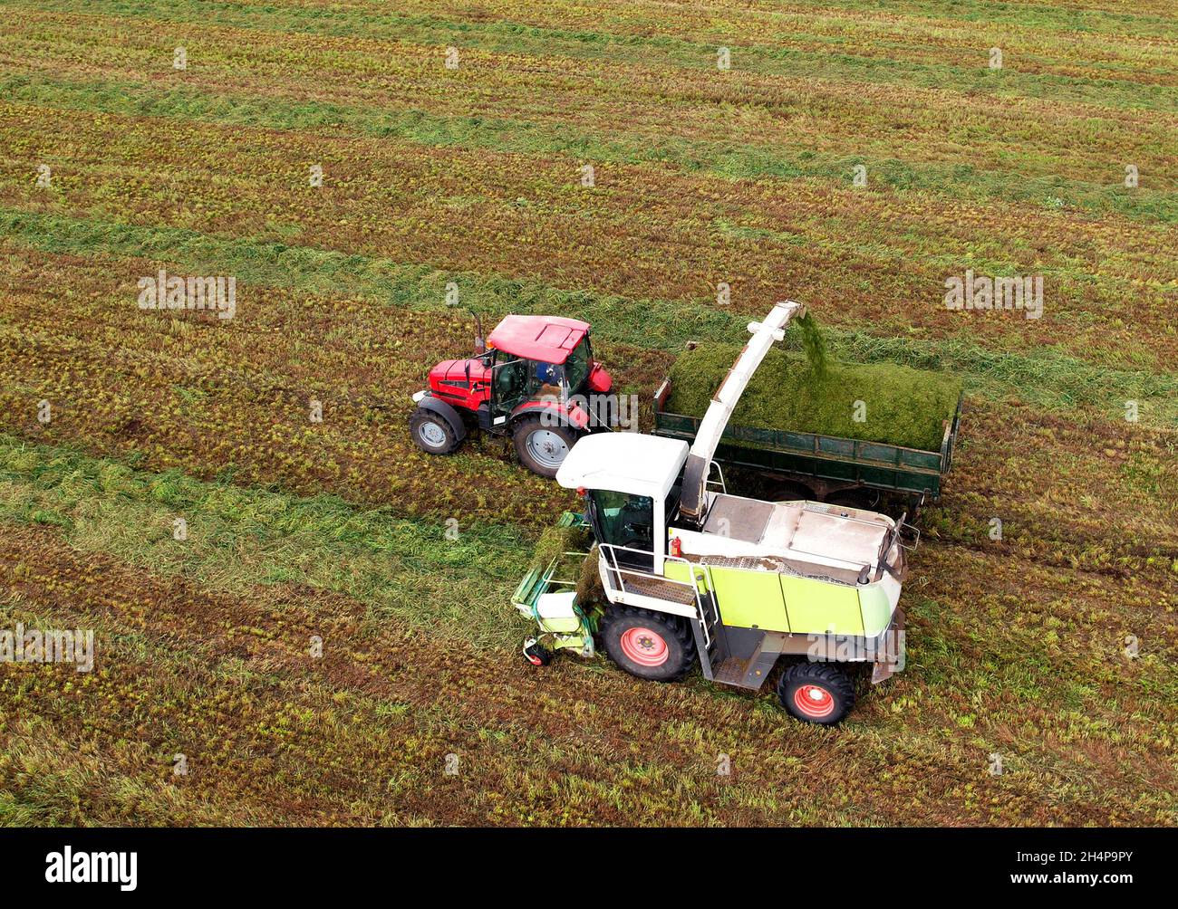 Forage harvester during grass cutting for silage in field. Harvesting ...