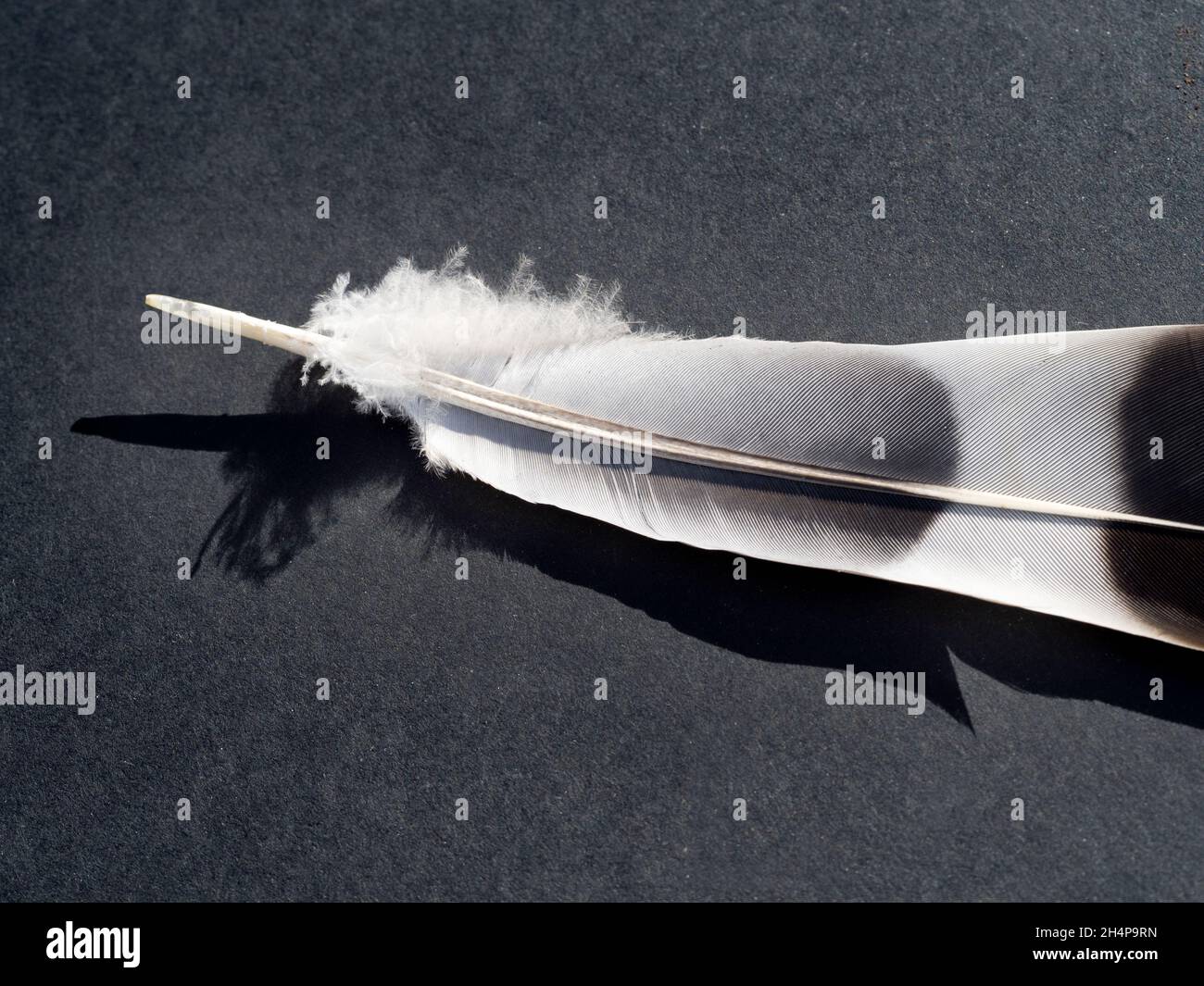 Feather in nature hi-res stock photography and images - Alamy