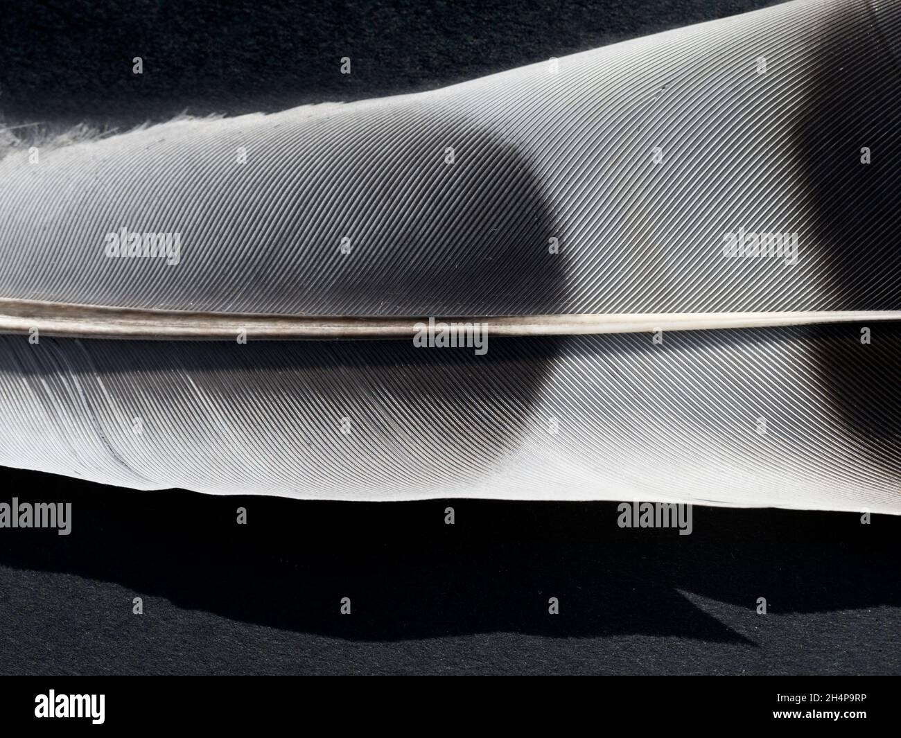 Pigeon feather macro detail uk hi-res stock photography and images - Alamy