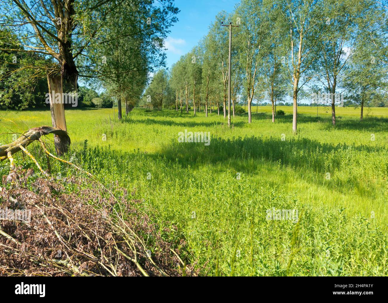 Shattered tree in an otherwise immaculate avenue of trees in Lower ...