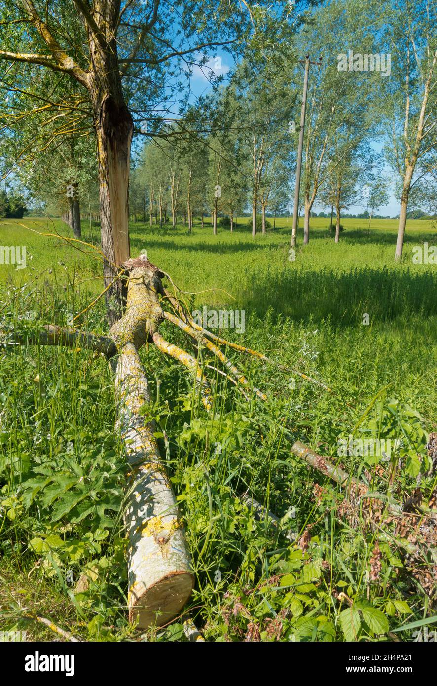 Shattered tree in an otherwise immaculate avenue of trees in Lower ...