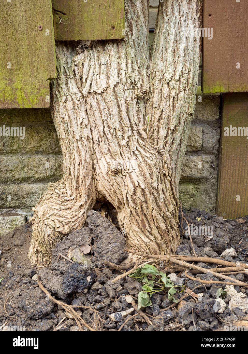 Life is a struggle. This trapped tree trunk and root system in an ...