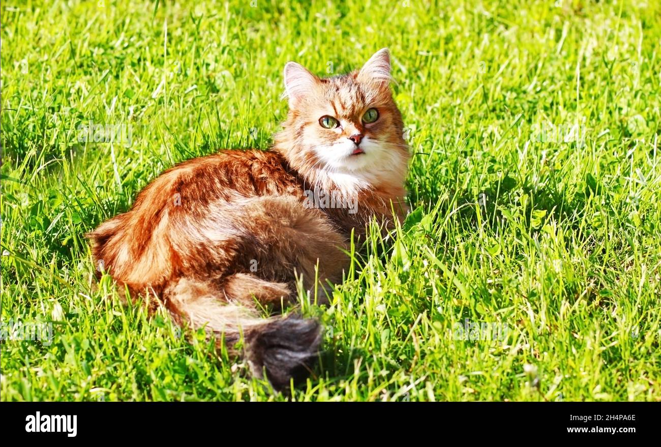 Red cat squinting in the bright sun Stock Photo - Alamy