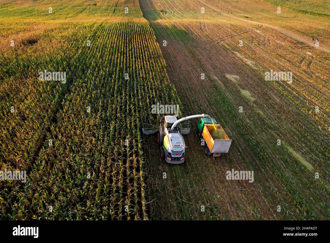 Forage harvester on maize cutting for silage in field. Harvesting ...