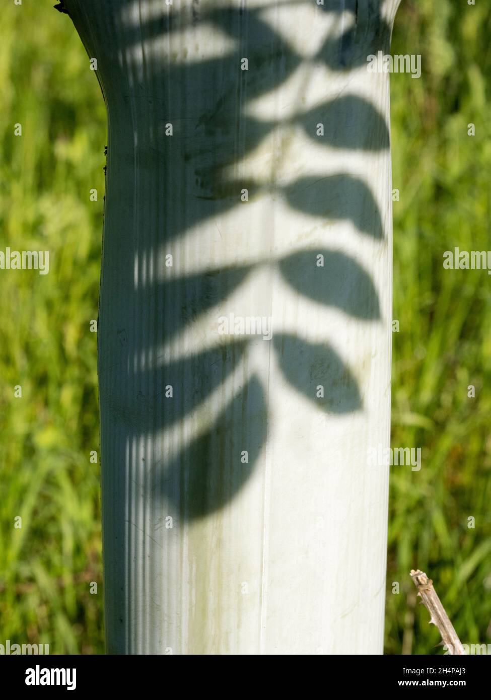 Leaf shadows on the protective shroud of a sapling planted in my home ...