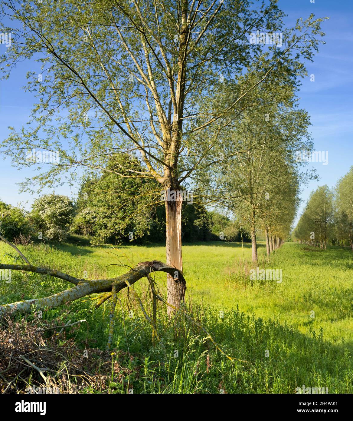 Shattered tree in an otherwise immaculate avenue of trees in Lower ...
