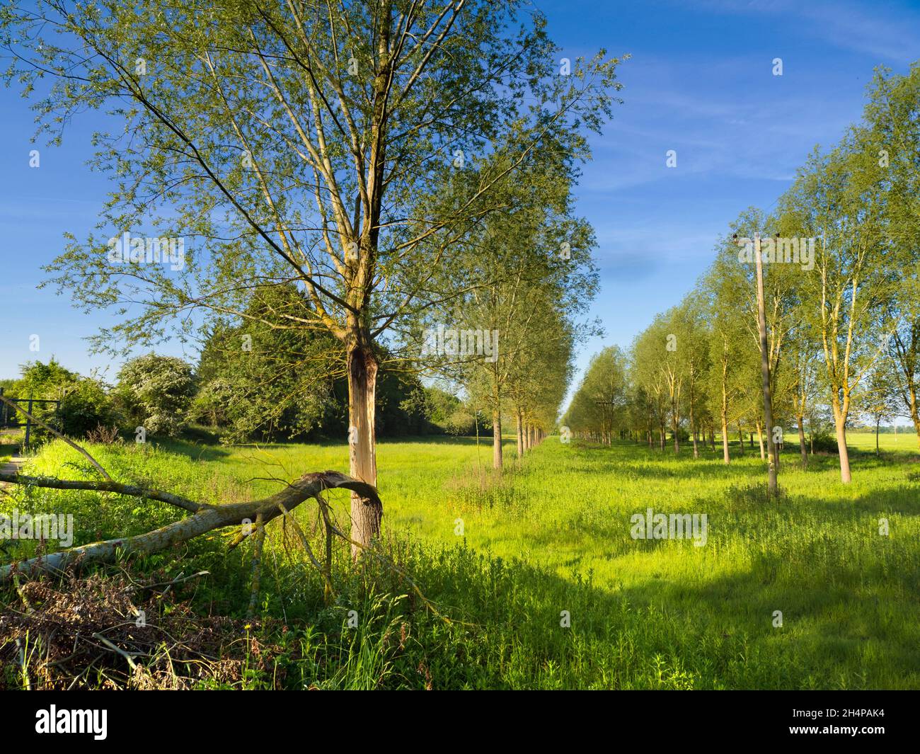 Shattered tree in an otherwise immaculate avenue of trees in Lower ...