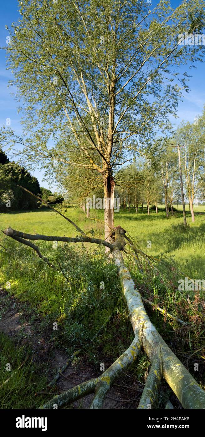 Shattered tree in an otherwise immaculate avenue of trees in Lower ...