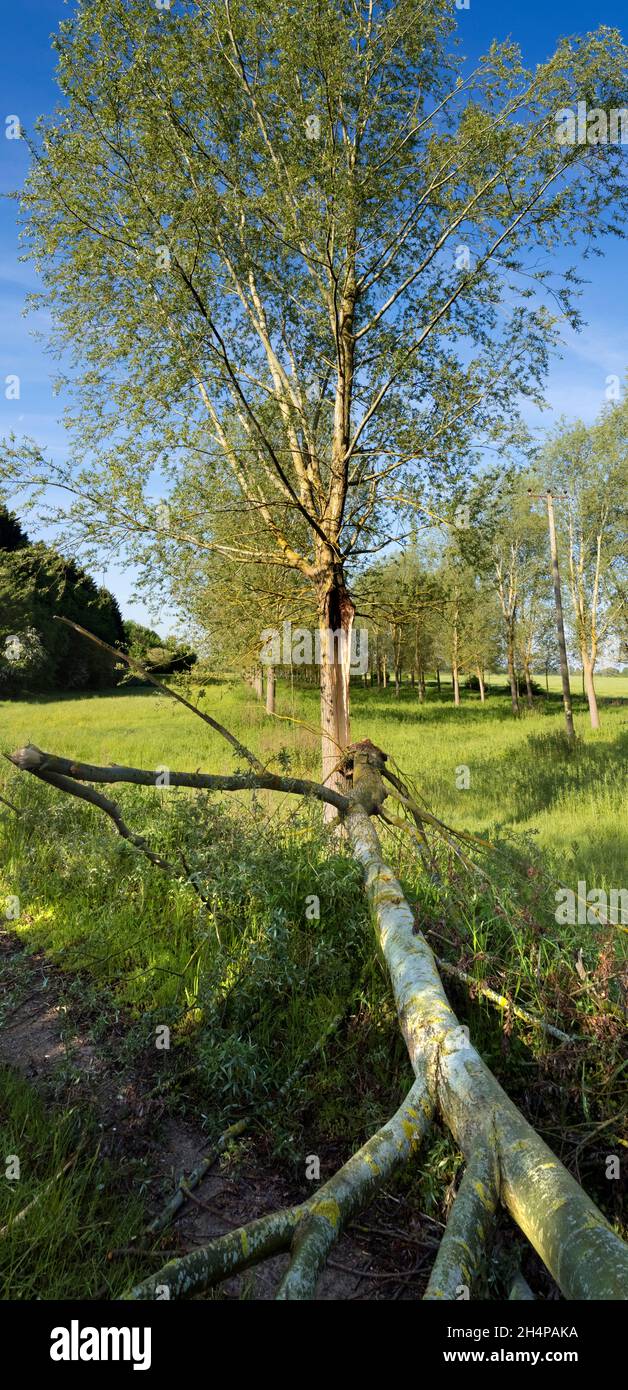 Shattered tree in an otherwise immaculate avenue of trees in Lower ...