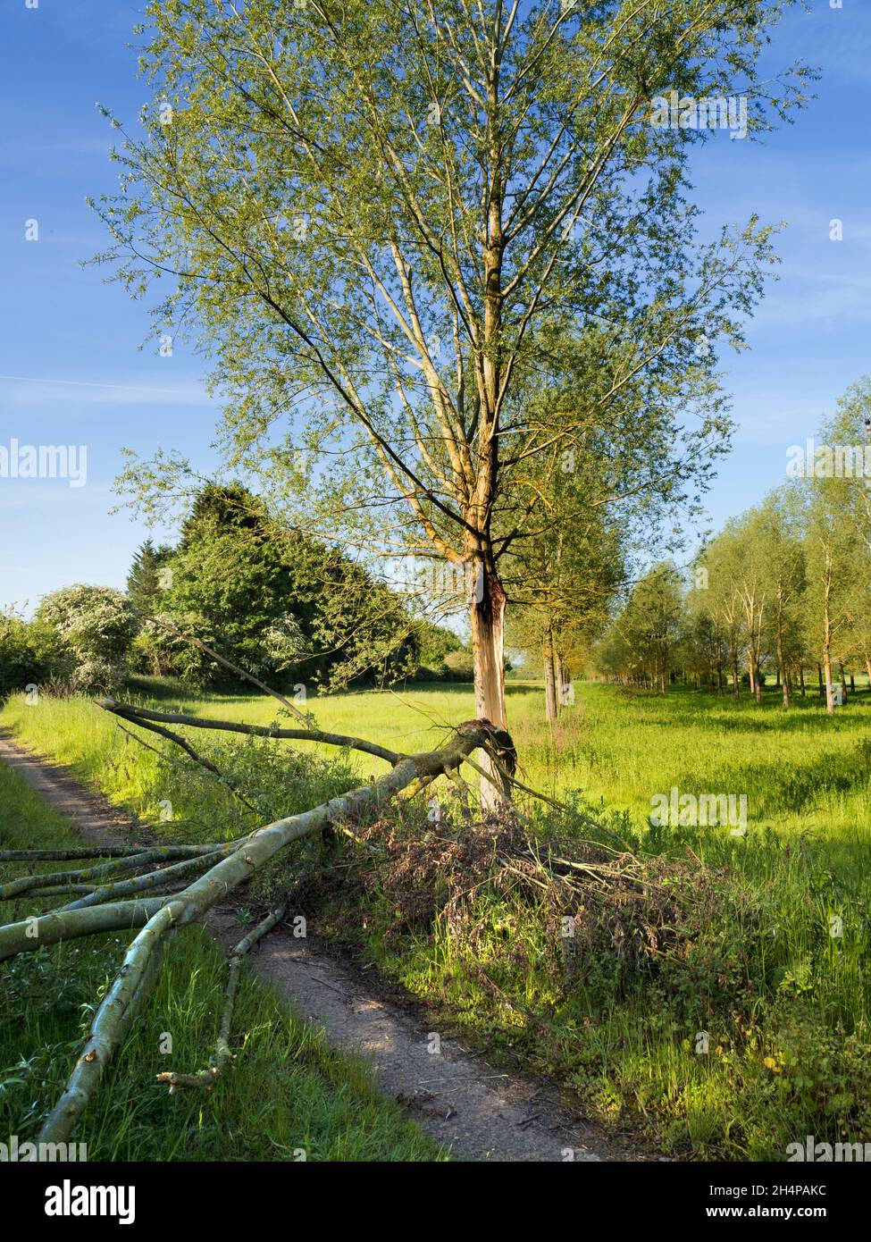 Footpath to a tree in a green landscape hi-res stock photography and ...