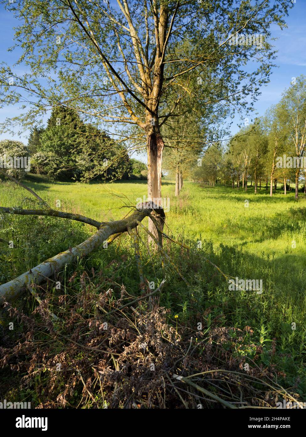 Shattered tree in an otherwise immaculate avenue of trees in Lower ...