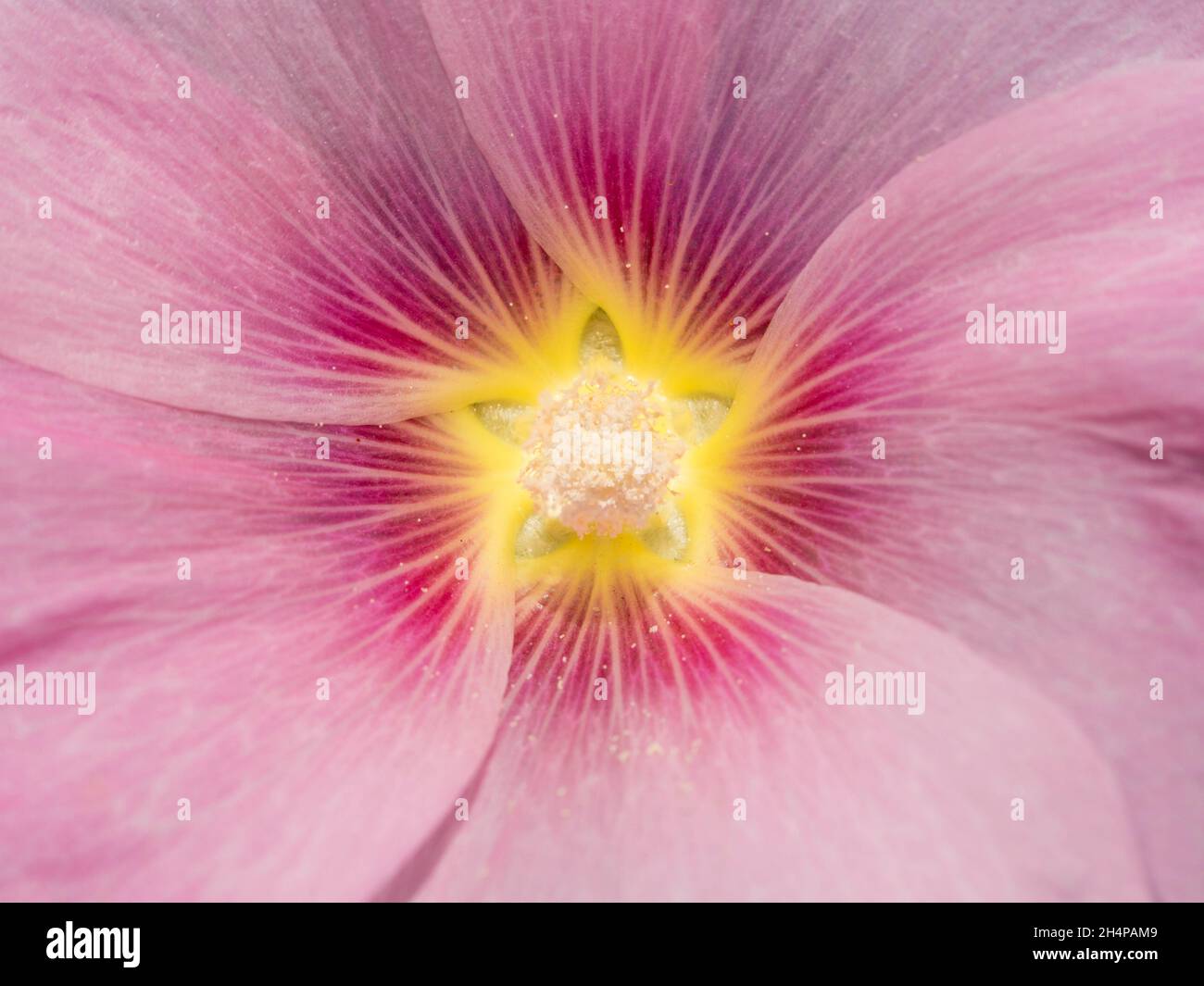 Close-up of Pink Marrow flower in our Oxfordshire village garden. Not ...
