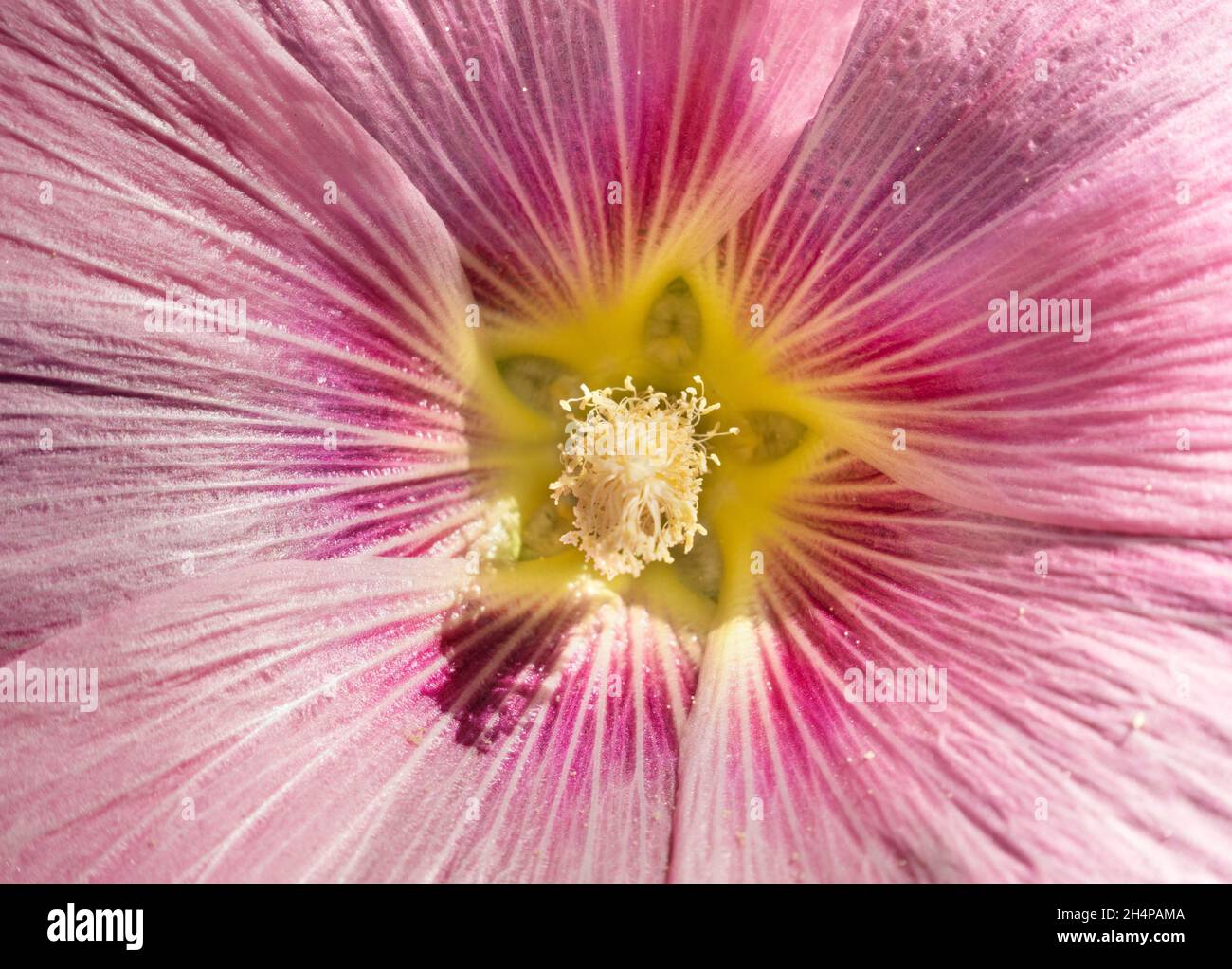 Close-up of Pink Marrow flower in our Oxfordshire village garden. Not ...