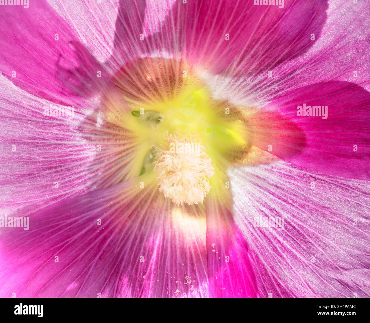 Close-up of Pink Marrow flower in our Oxfordshire village garden. Not ...