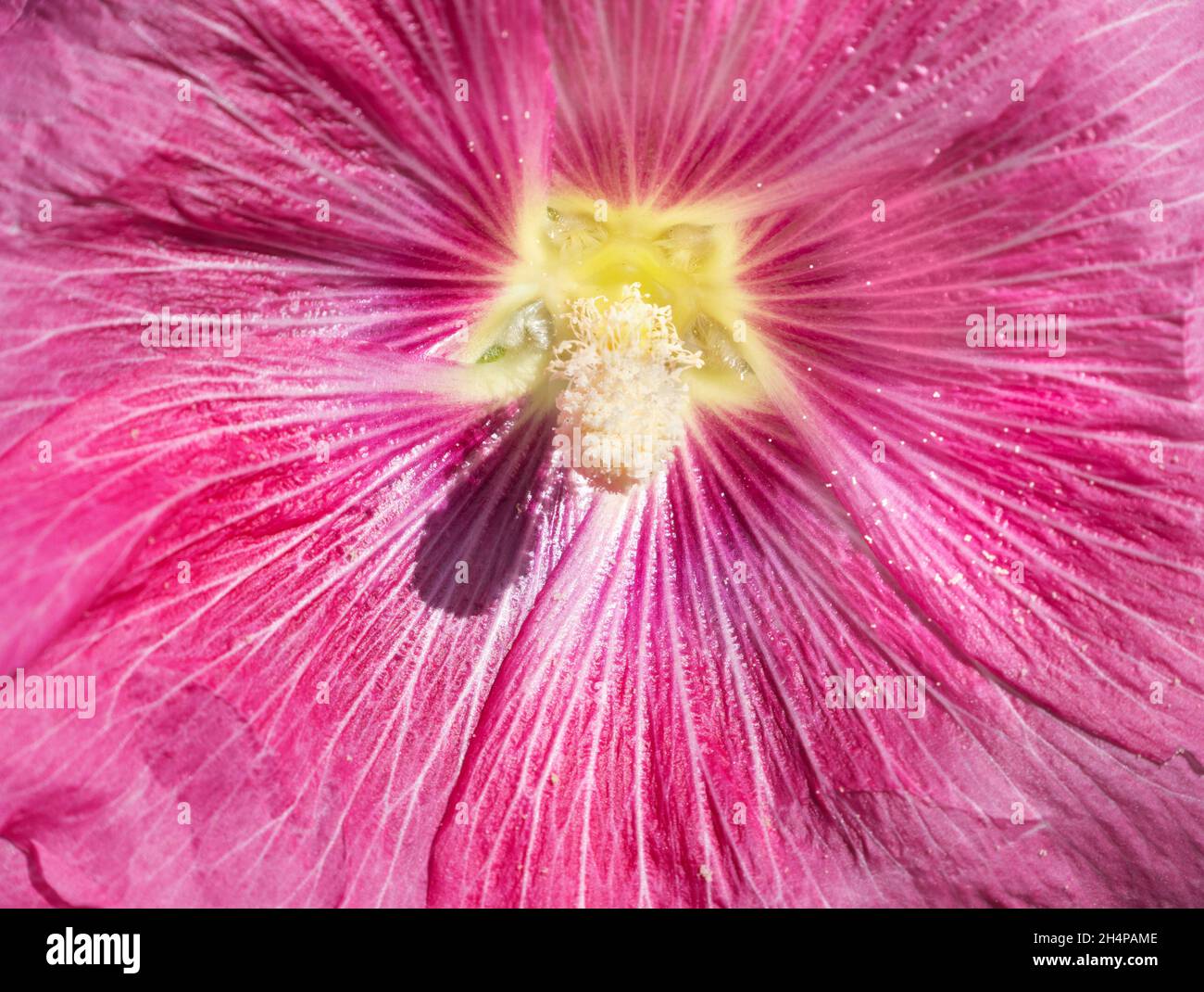 Close-up of Pink Marrow flower in our Oxfordshire village garden. Not ...