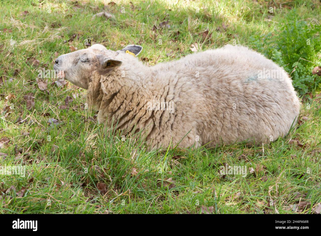 White sheep lying down in a field in Brittany Stock Photo - Alamy