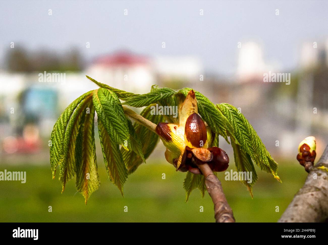 Paris Spring Chestnut High Resolution Stock Photography and Images - Alamy
