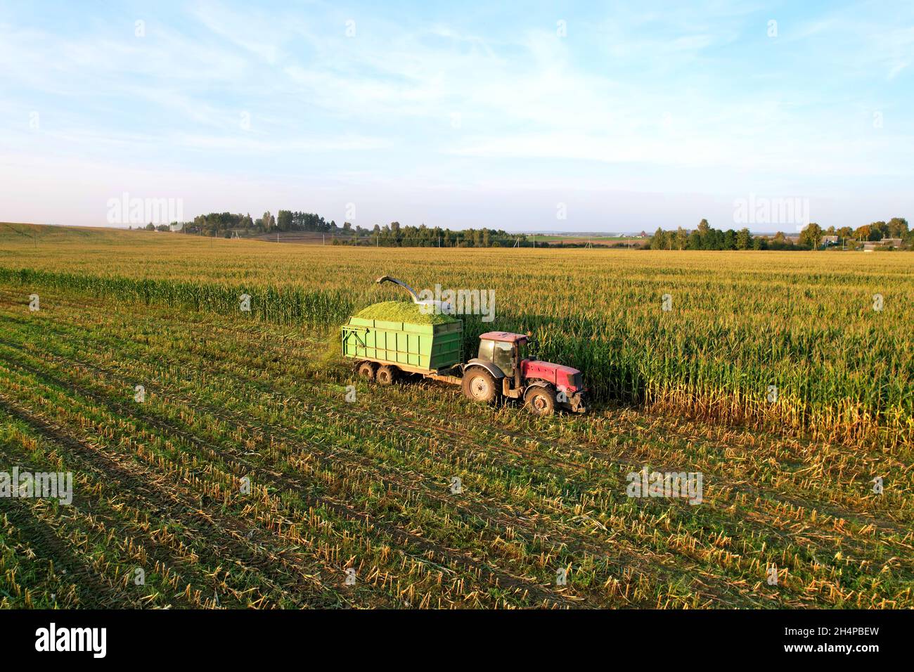 Tractor with a trailer transports corn from the field. Maize cutting ...
