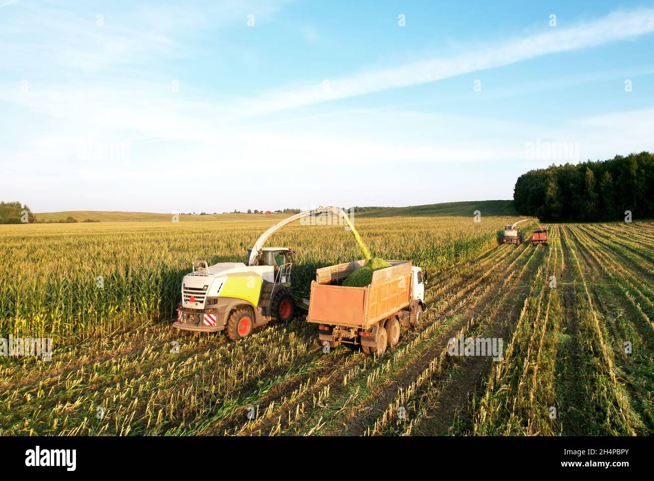 Forage harvester on maize cutting for silage in field. Harvesting ...