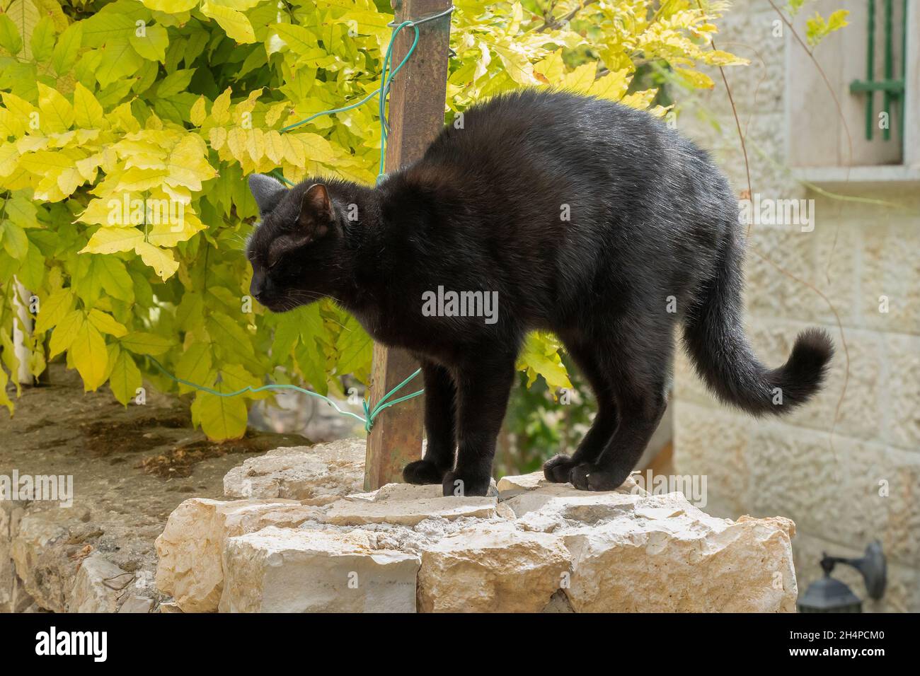 Domestic cat arching its back hi-res stock photography and images - Alamy