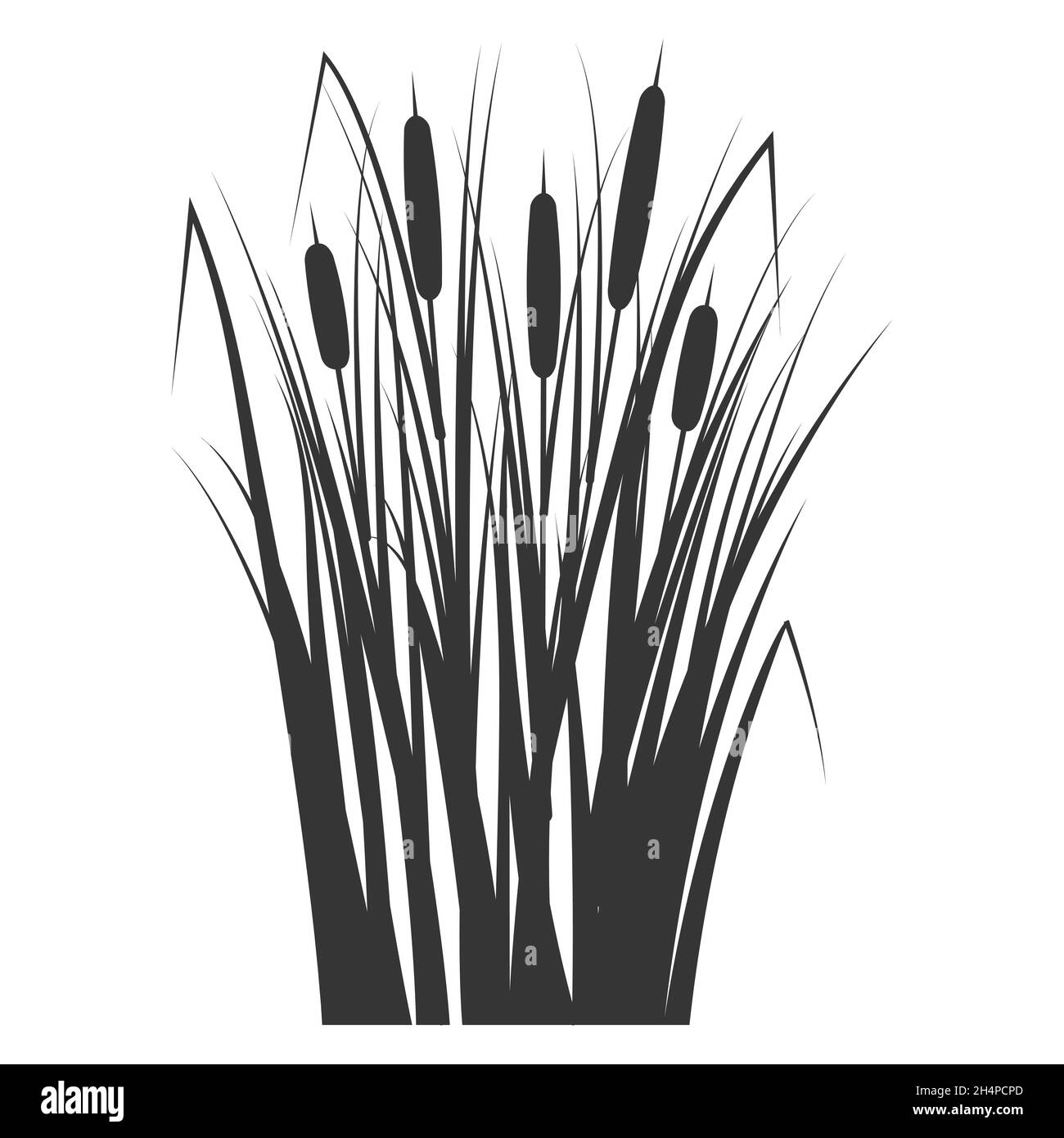 Silhouette of a reed in the green grass. Swamp and river plants. Cattail isolated on white ...