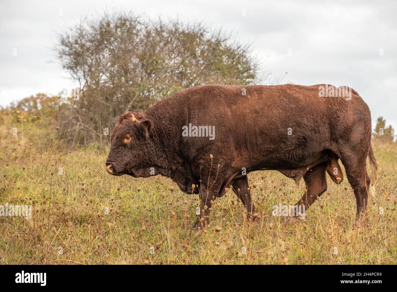 Salers bull in a pasture. France, Europe Stock Photo - Alamy