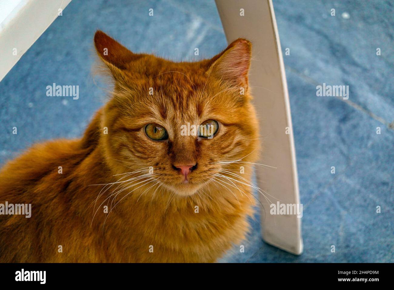 Feral ginger cat looking at camera on Kalymnos, Dodecanese, Greece ...