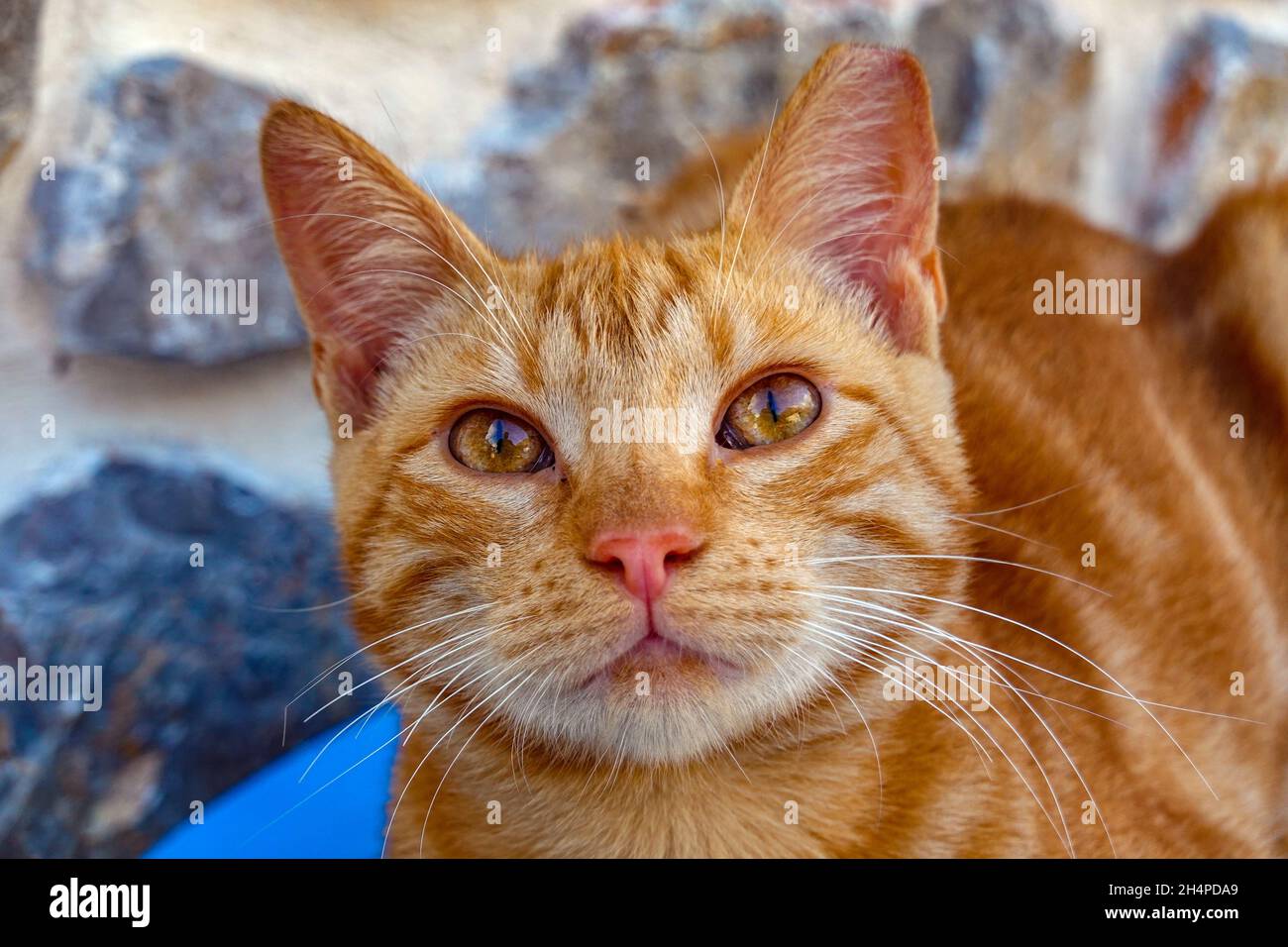 Ginger cat looking at camera hi-res stock photography and images - Alamy