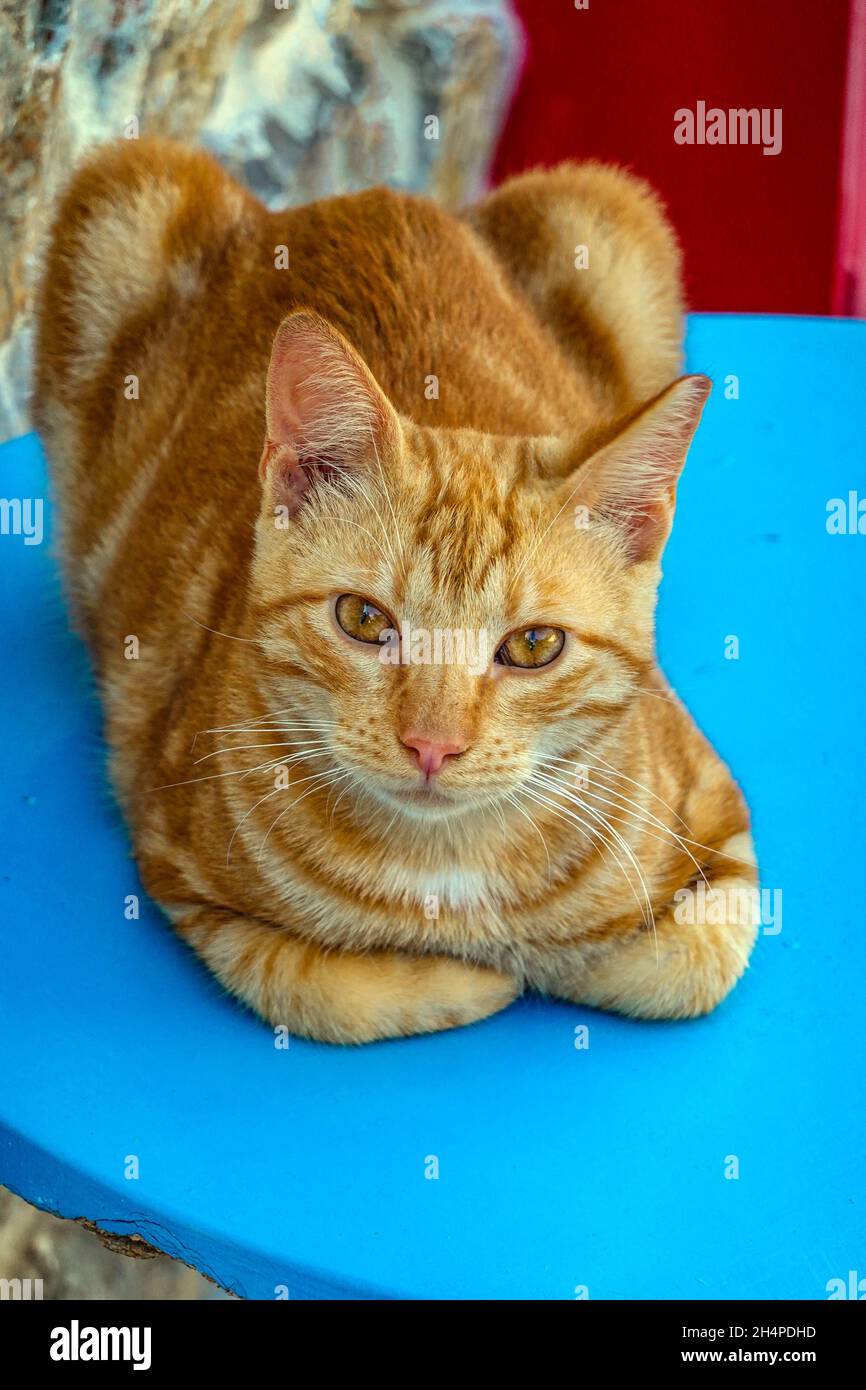 Feral ginger cat looking at camera on Kalymnos, Dodecanese, Greece ...