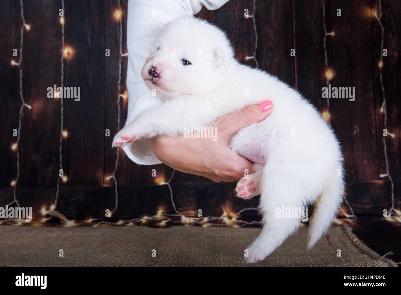 White fluffy small Samoyed puppy dog on hands in front of dark ...