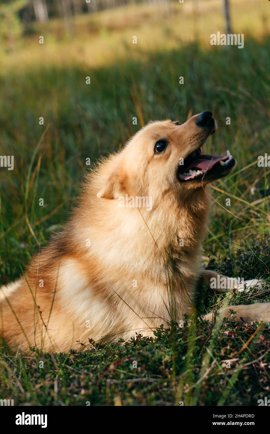 Close-up Portrait of beautiful red dog in the forest Stock Photo - Alamy
