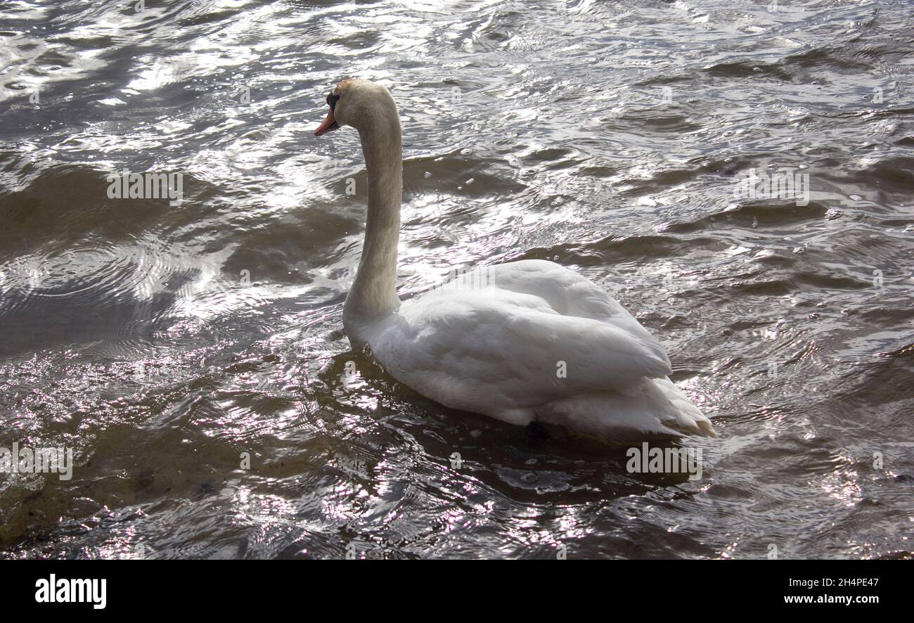 Mute swan in early spring on the lake in a strong wind. Water waves ...