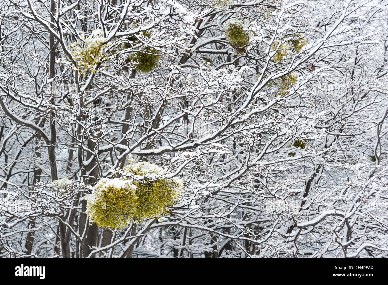 Foret enneige hi-res stock photography and images - Alamy