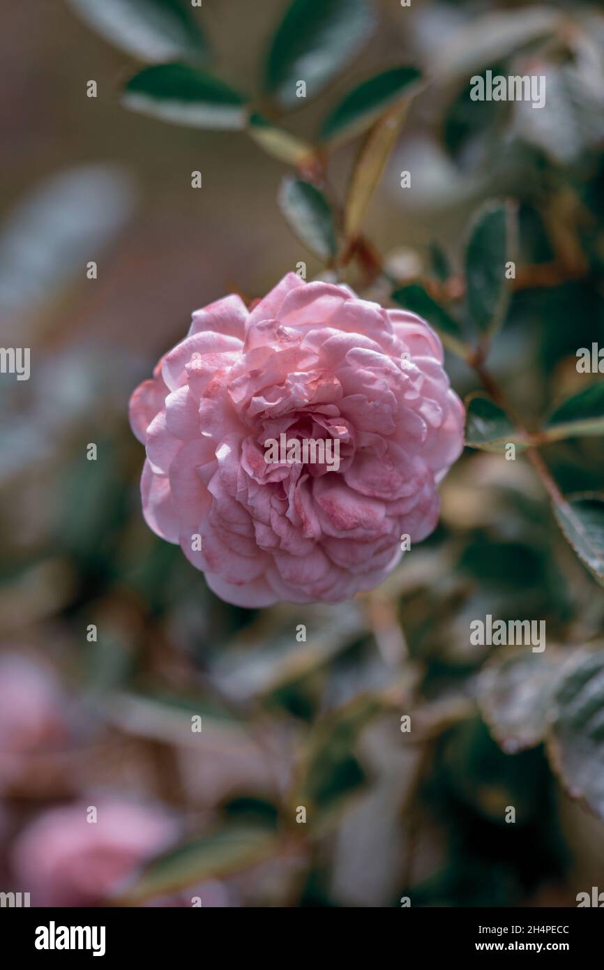 Botanical garden of lasi hi-res stock photography and images - Alamy