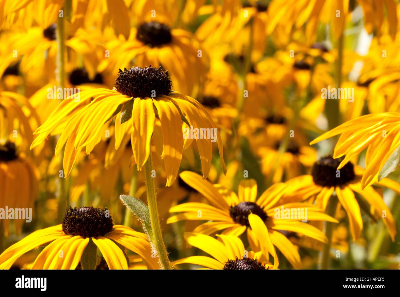 Flowers with yellow and black centre hi-res stock photography and ...