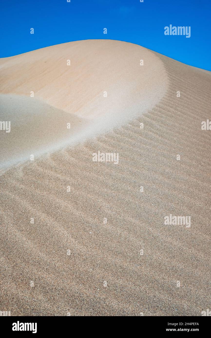 The wind blows the fine sand off the beaches and forms high dunes Stock ...