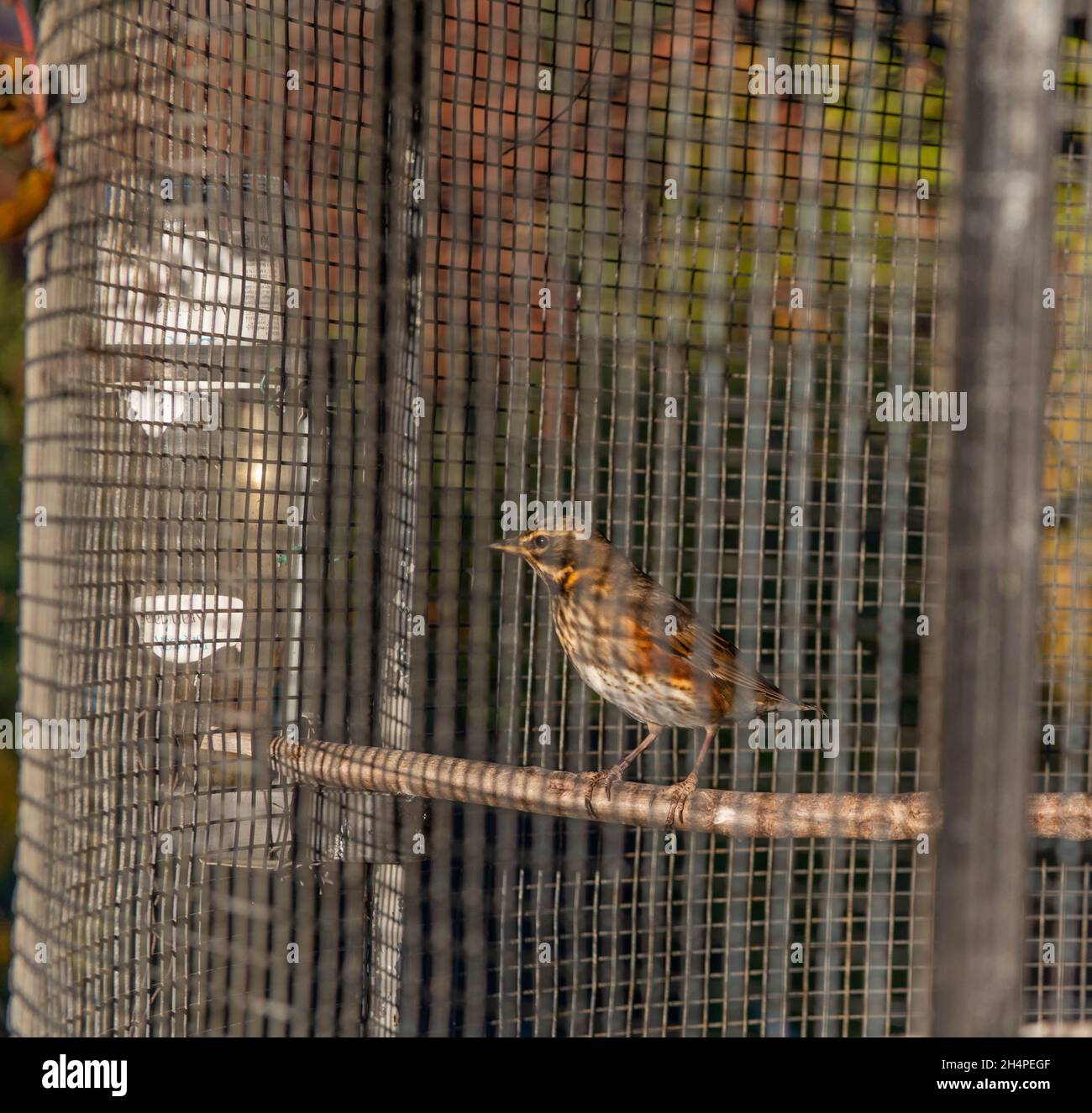 dordo decoy bird in cage Stock Photo - Alamy
