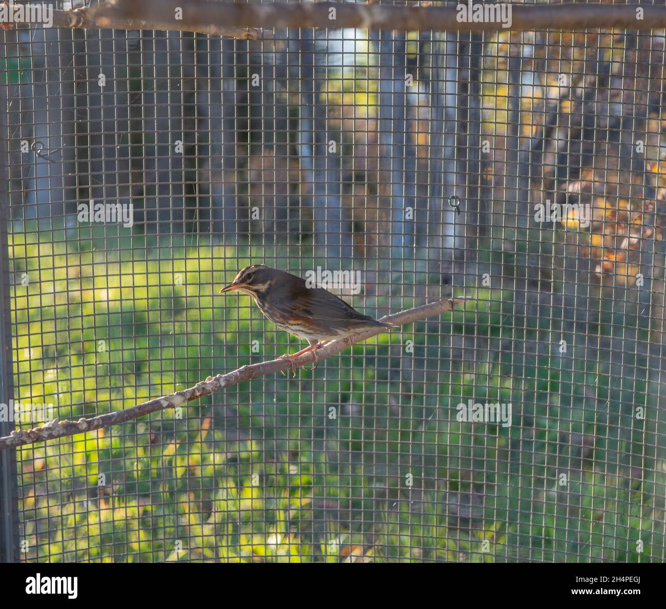 dordo decoy bird in cage Stock Photo - Alamy