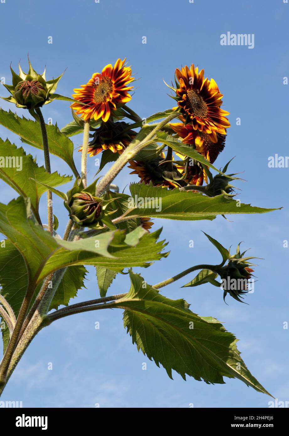 Crop sun blue sky hi-res stock photography and images - Alamy