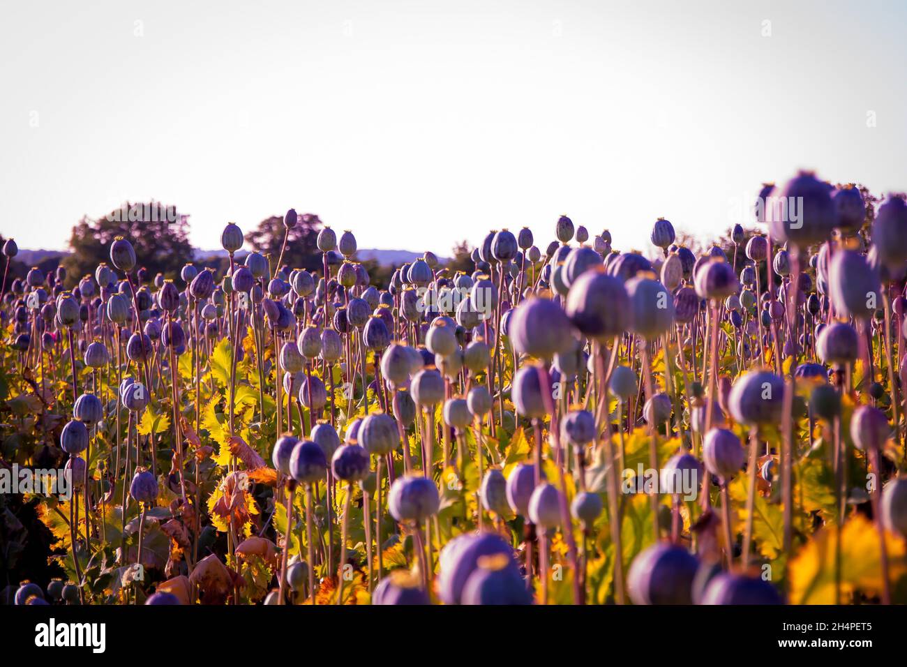 Poppy fields in Shropshire Stock Photo - Alamy