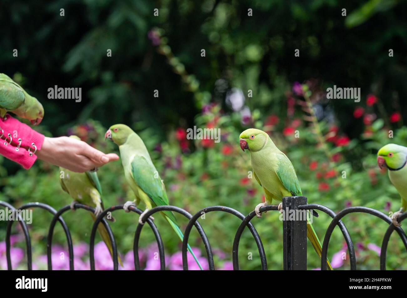 Parakeets in Kensington Gardens, Hyde Park, London Stock Photo - Alamy