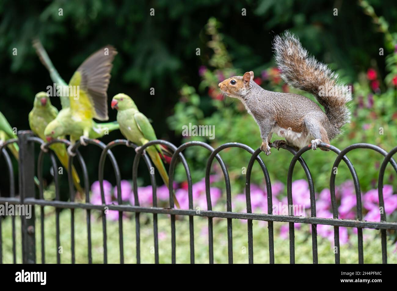 Parakeets in Kensington Gardens, Hyde Park, London Stock Photo - Alamy