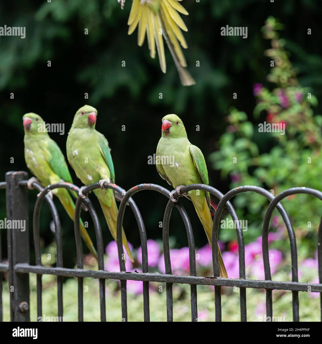 Hyde park reserve hi-res stock photography and images - Alamy