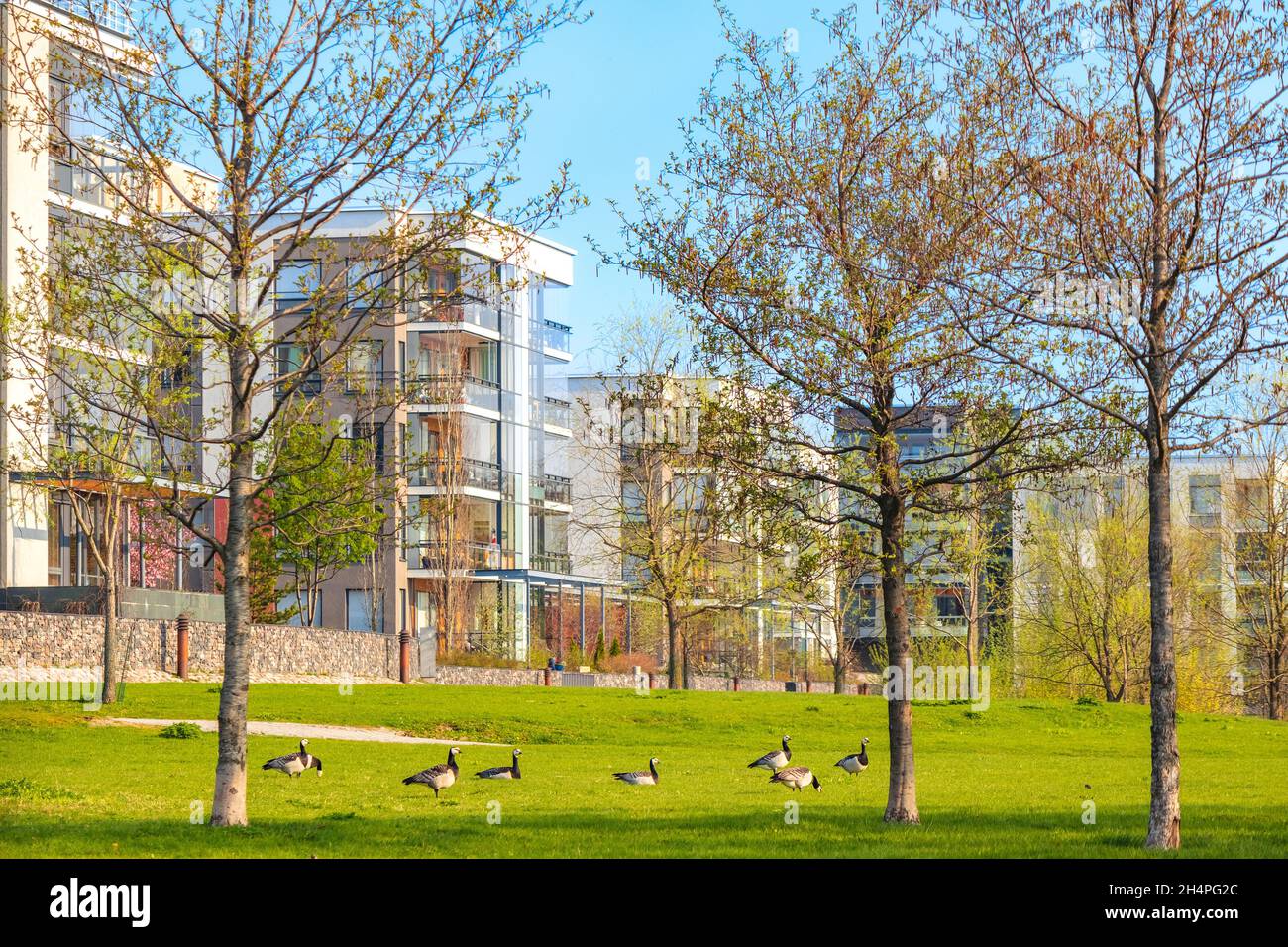 Green residential area in city. Geese on streets. Modern apartment ...