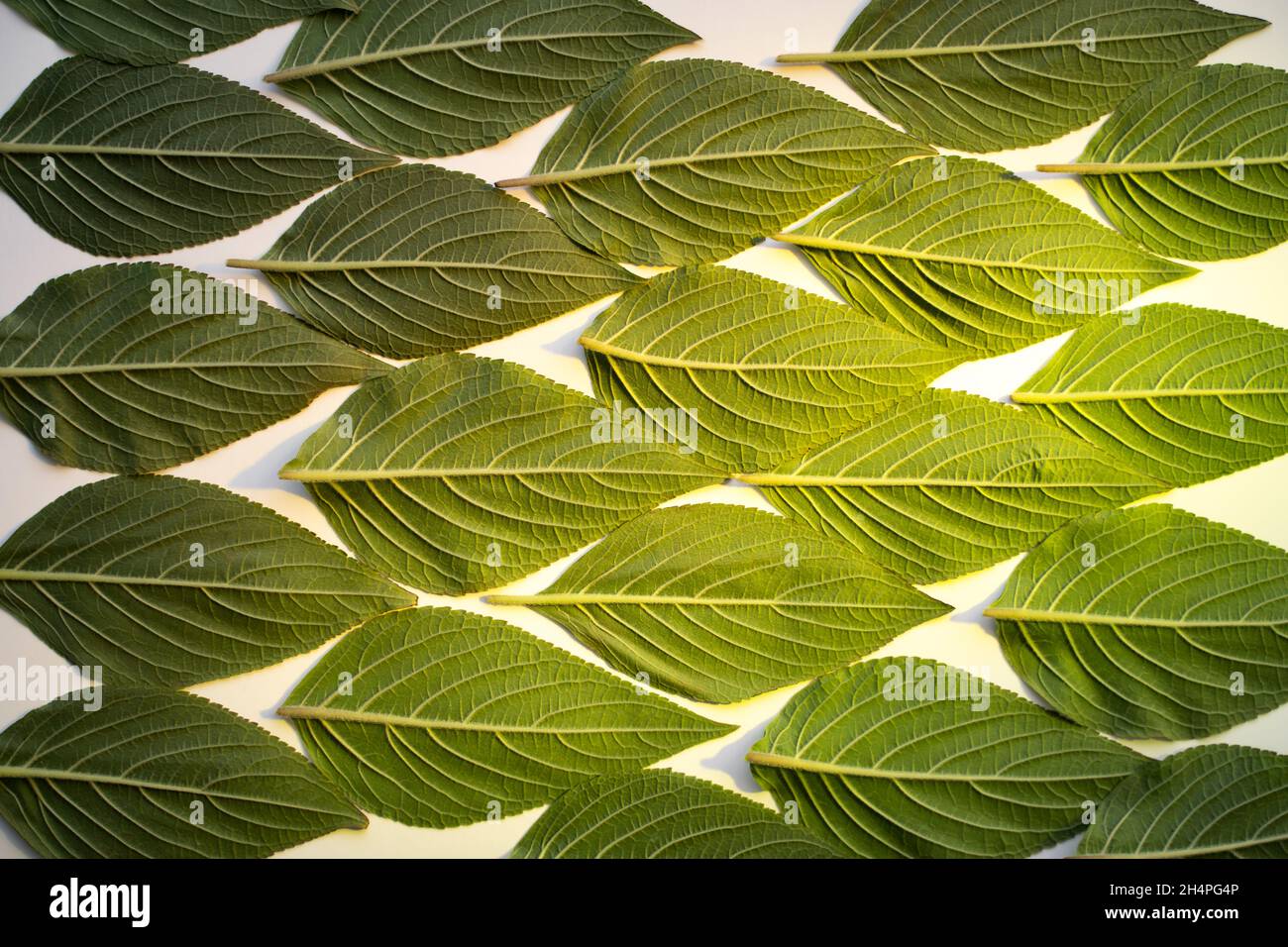 creative green pineapple sage leaf pattern with green spotlight on ...