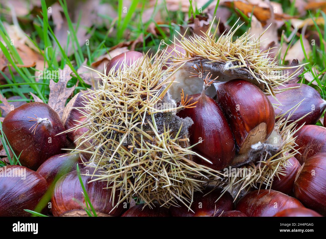 Fruit of the Castanea sativa - Sweet Chestnut, Spanish Chestnut Stock ...